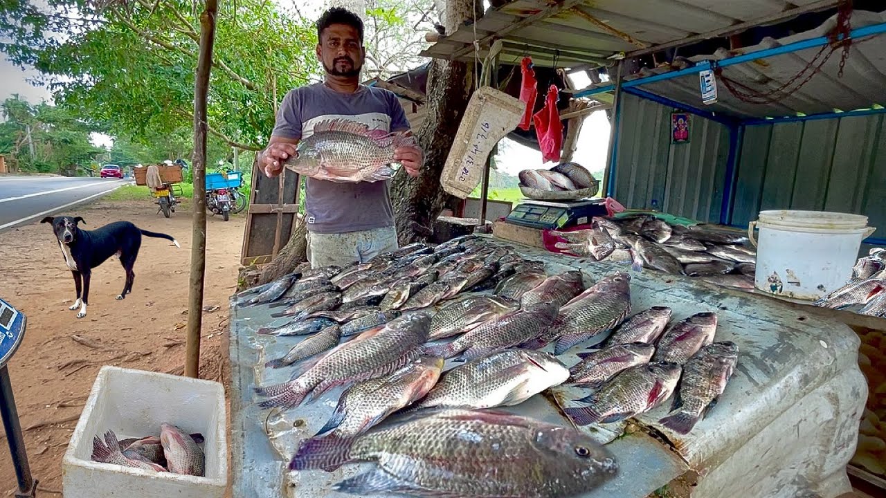 REVEALED! Journey to the Village Fish Market: Where is This Sri Lankan ...