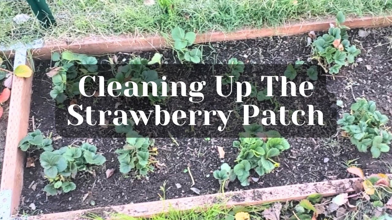How I prune and clean up the strawberry patch in winter - YouTube