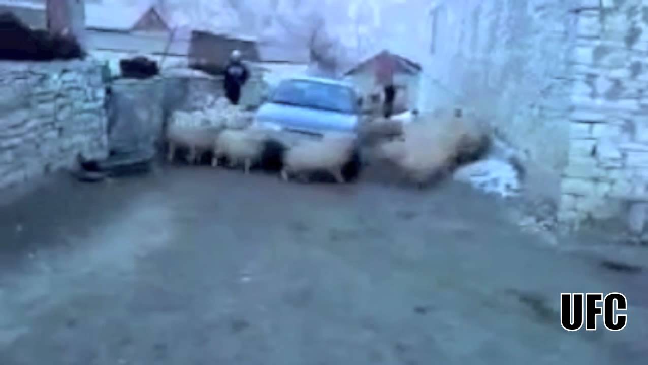 Sheep cyclone Win... or Fail? - YouTube