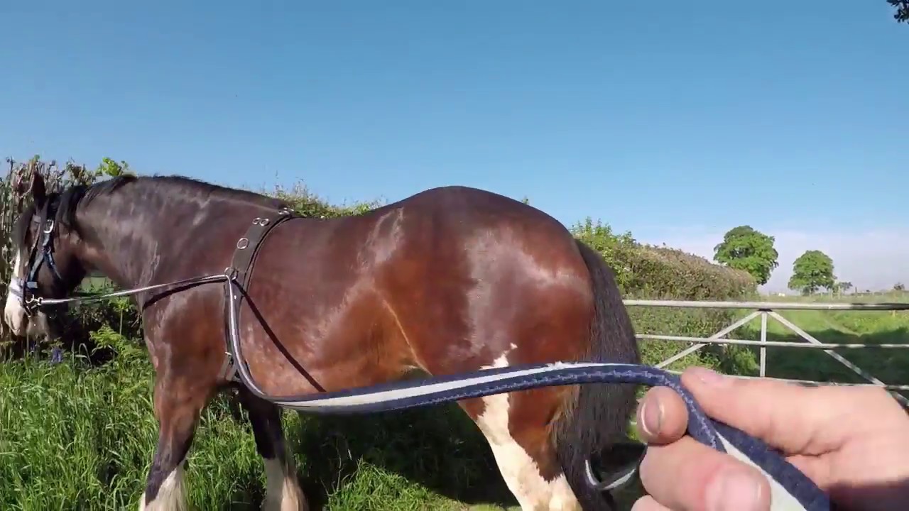 Jodie Shire Horse - Long Reining |Ground Driving | Training | - YouTube