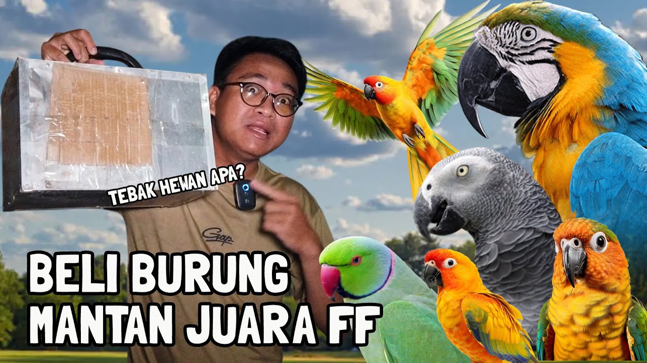 BELI BURUNG PAROT MANTAN JUARA FREE FLY - YouTube