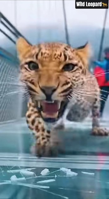 Wild Leopard on Glass Bridge! 😱🐆 #ai - YouTube