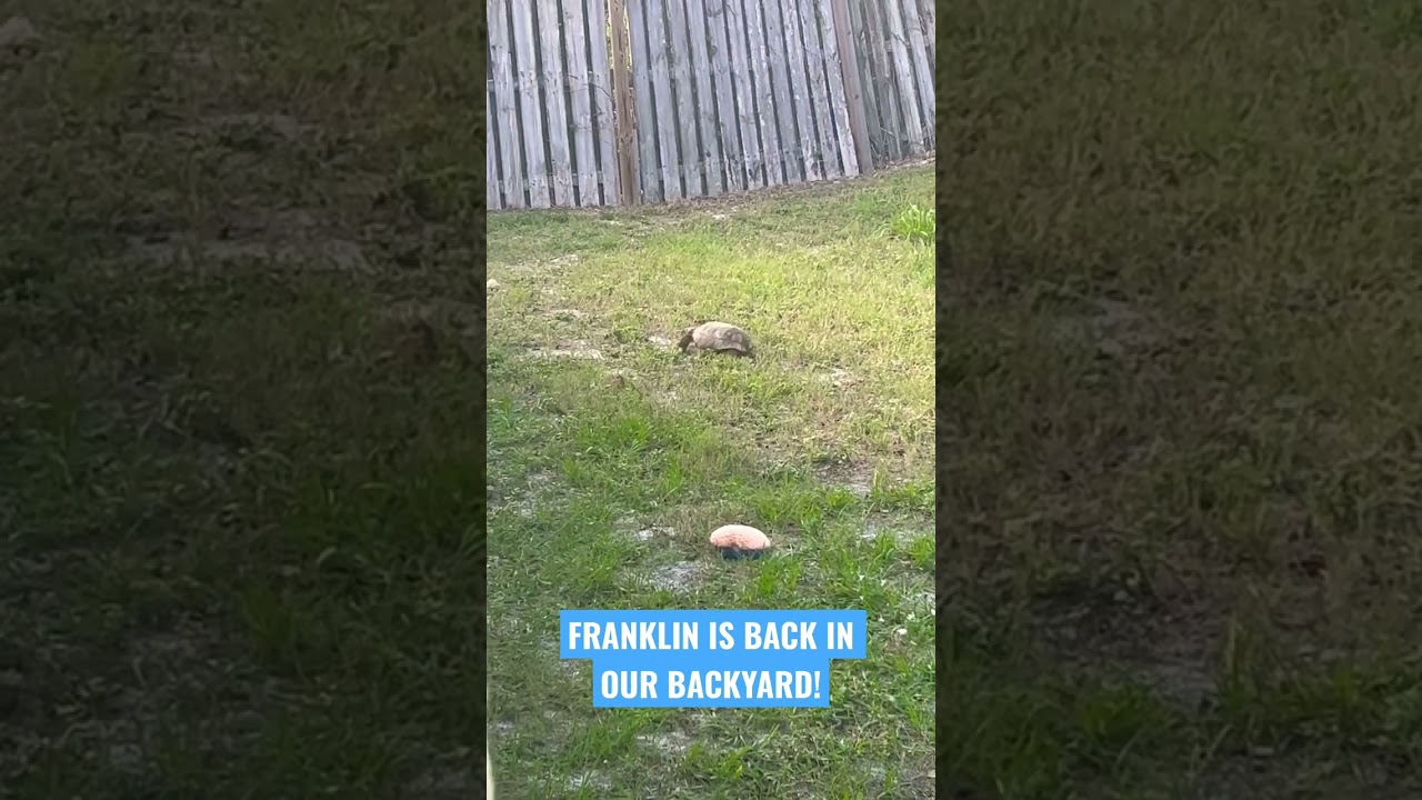 Franklin the gopher tortoise is back! - YouTube