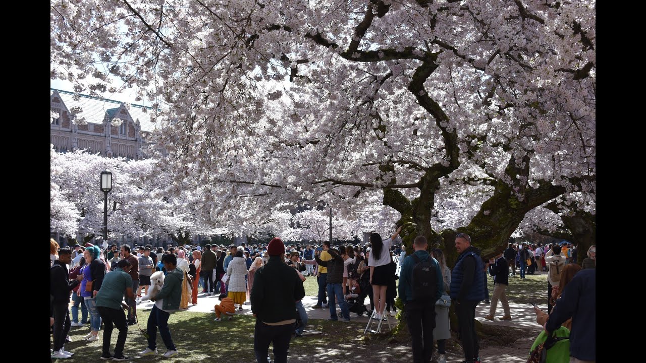 2024 University of Washington (UW) cherry blossom festival - Seattle ...