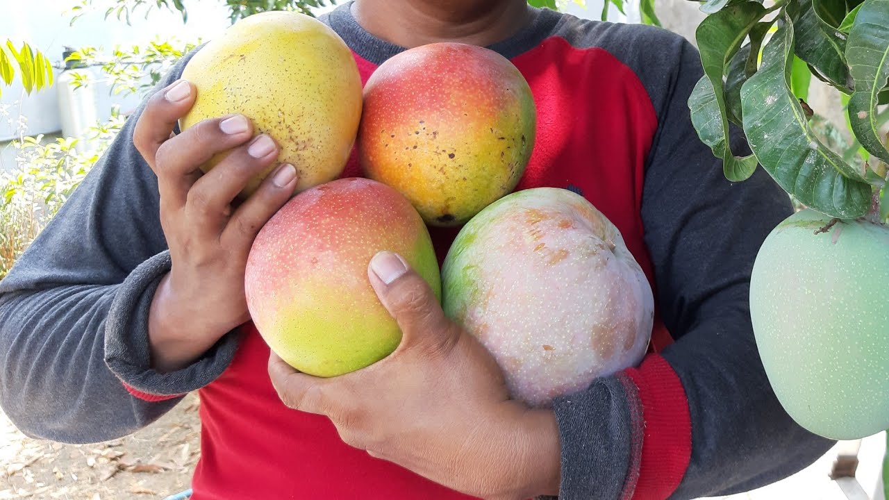 Mangga agrimania/r2e2 082226854064 - YouTube