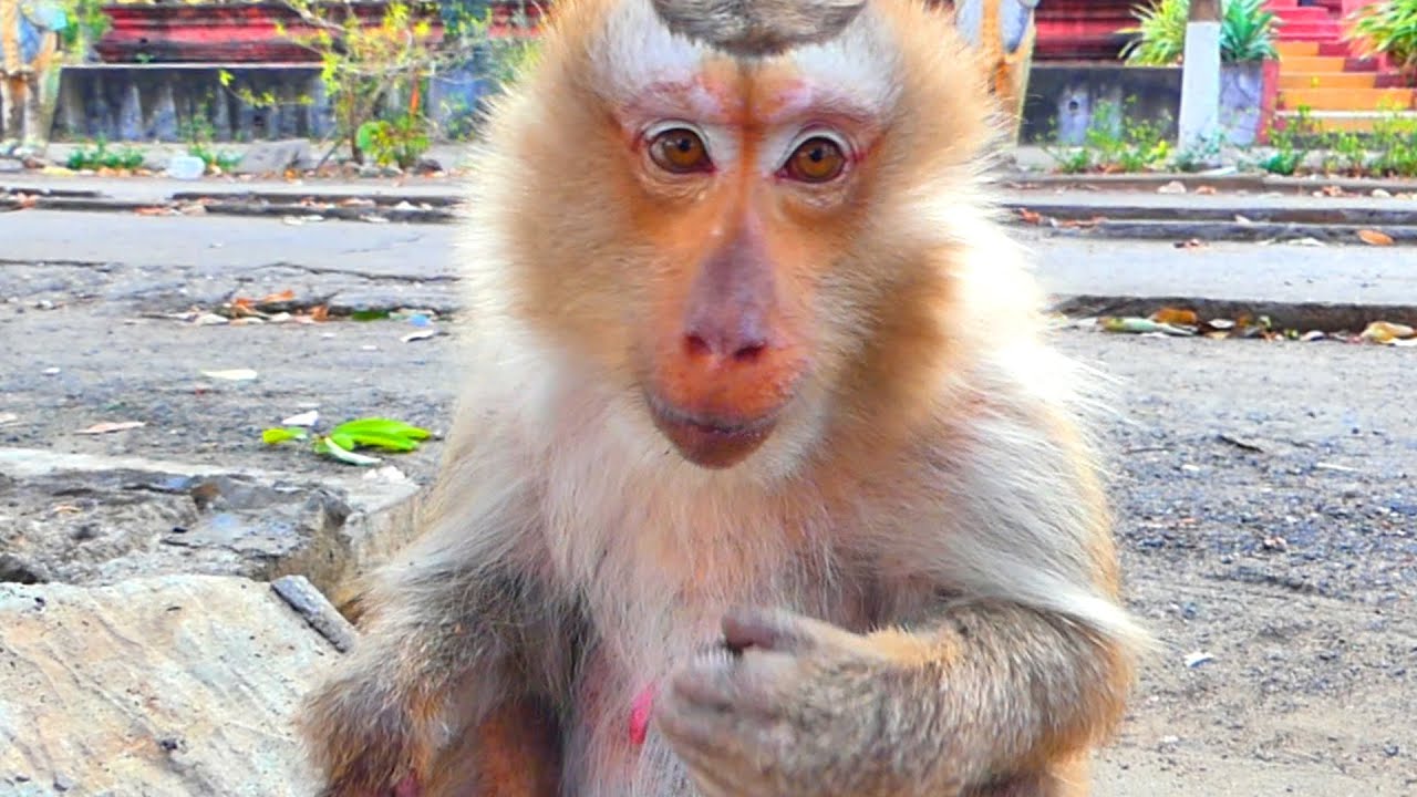 Update: Monkey ROZY's getting skinner after having miscarriage many ...
