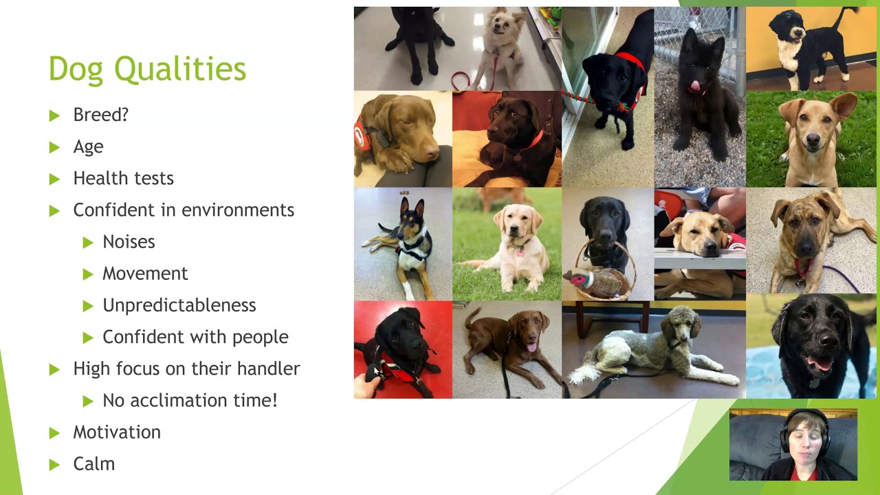 Laura Waudby – Service Dogs - YouTube