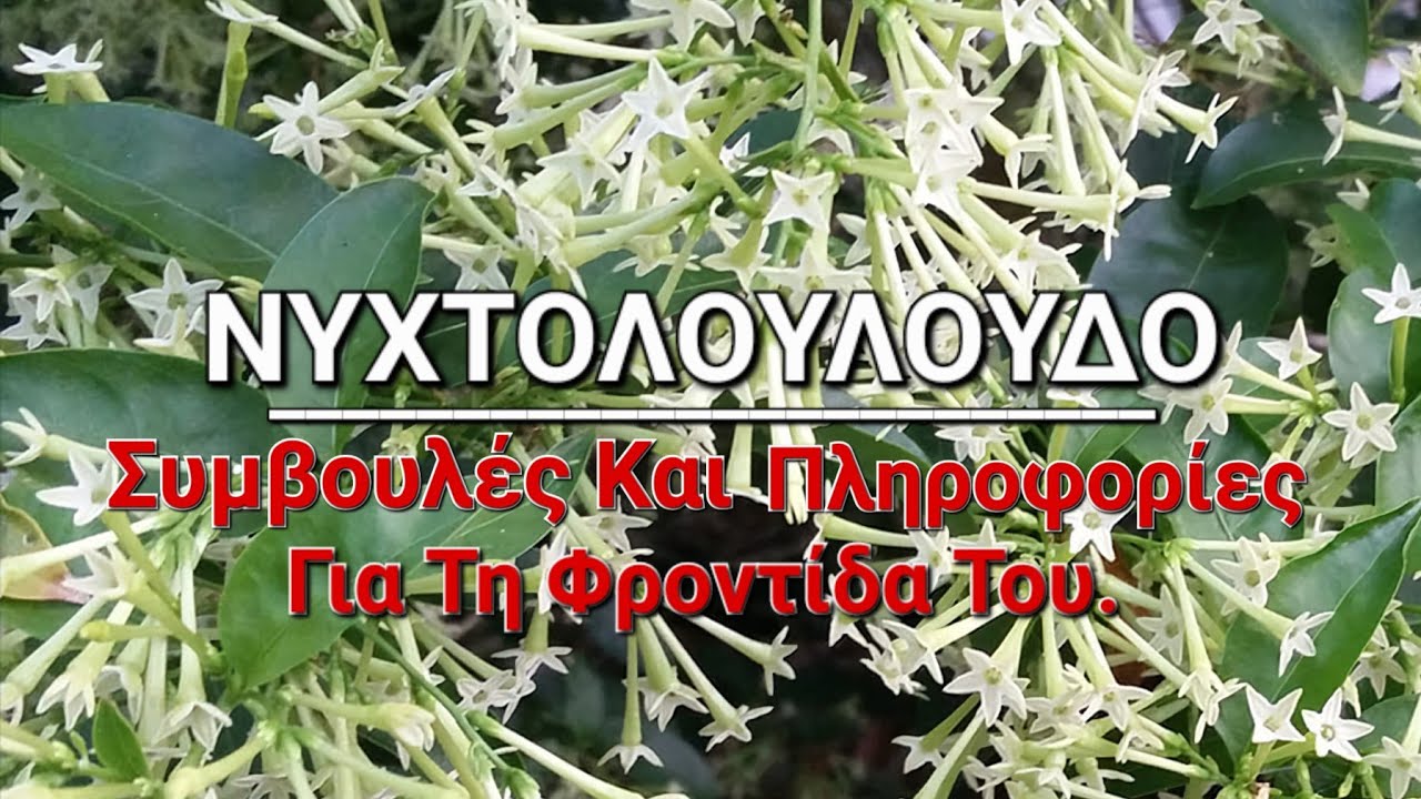 Νυχτολούλουδο - Συμβουλές Και Πληροφορίες Για Τη Φροντίδα Του # ...