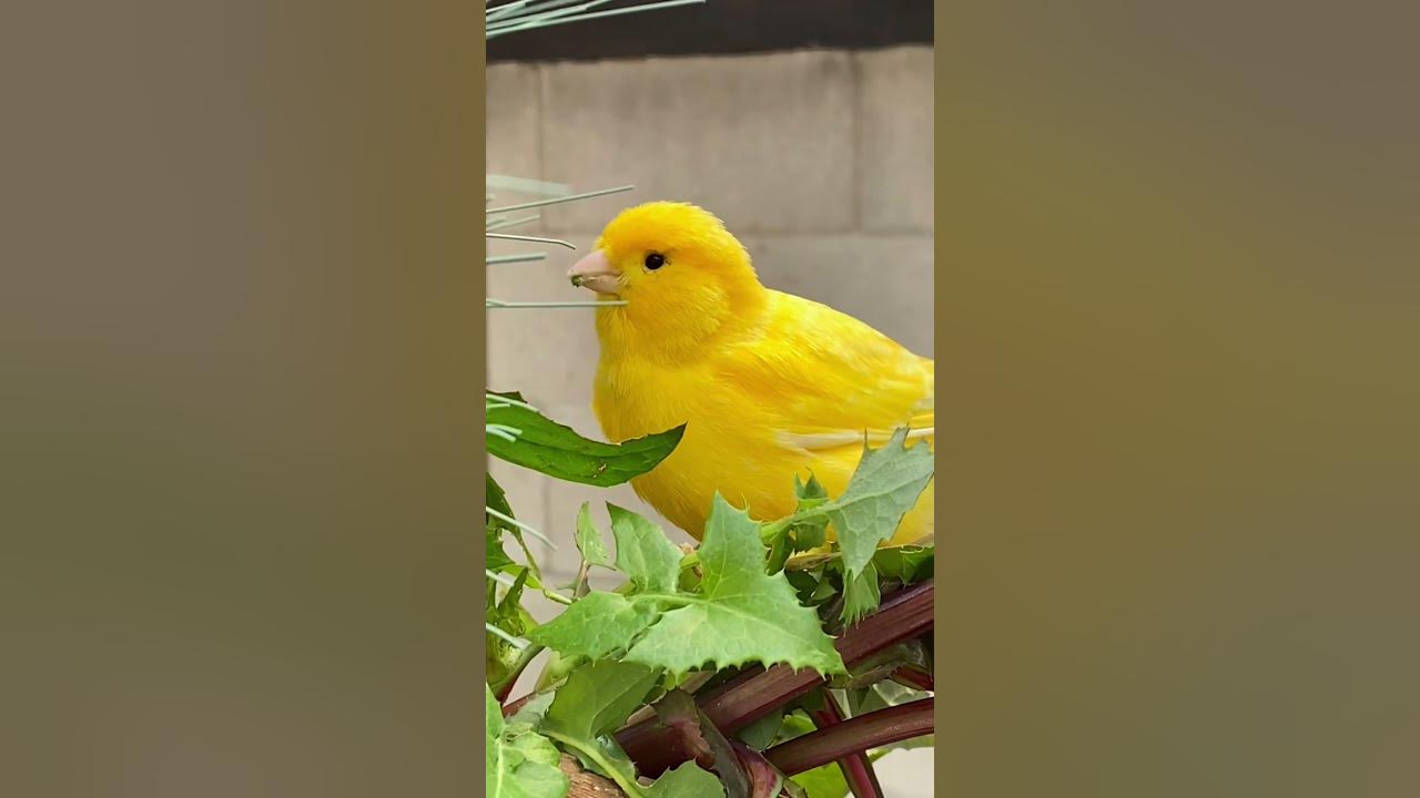 Canary | Canaries | Canary Song | #aviary #birds #paradiseparkaviary #nature #bird #animals ...
