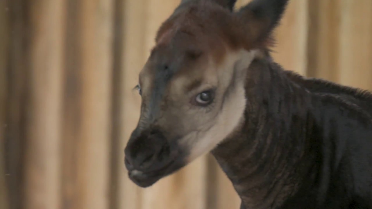 Endangered okapi born at Chester Zoo - YouTube