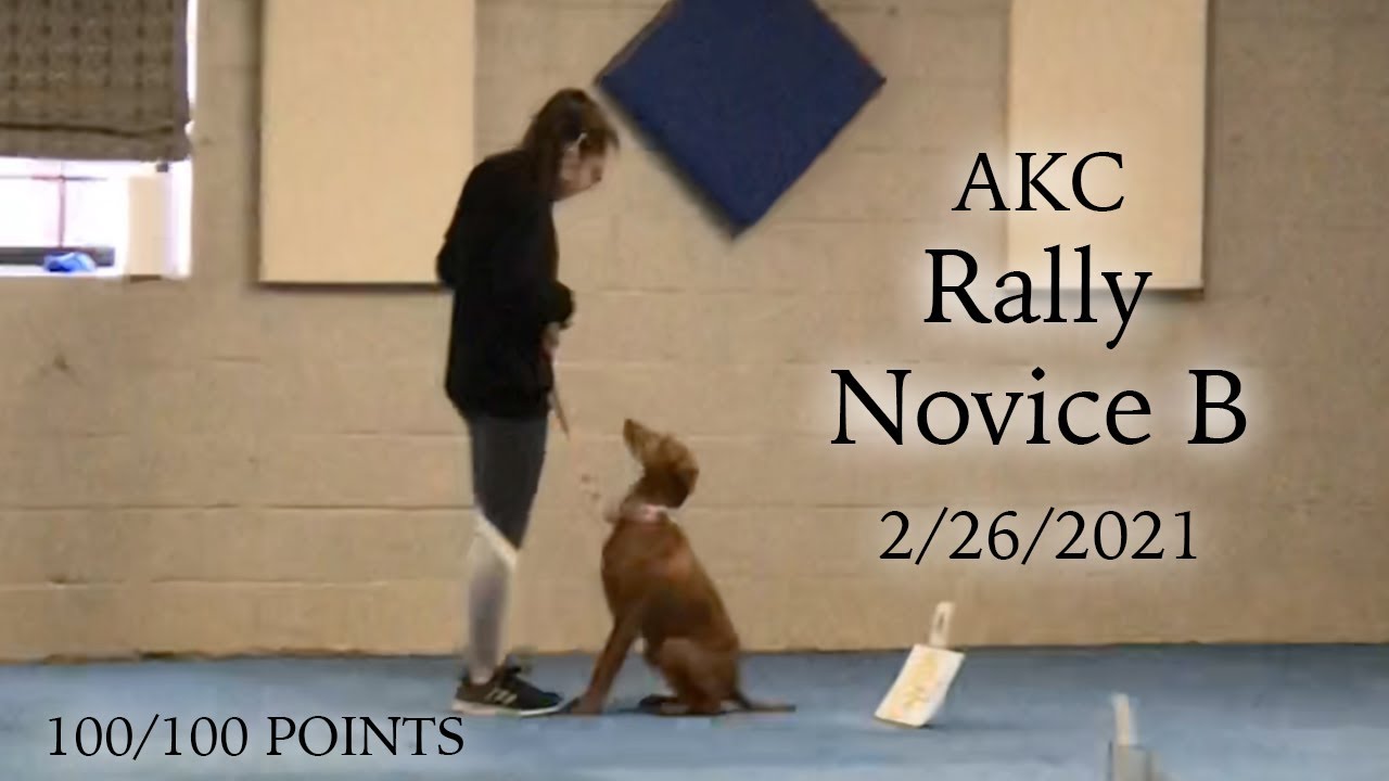 AKC Rally Novice B PERFECT SCORE, 1st Place - Jersey the Vizsla - YouTube