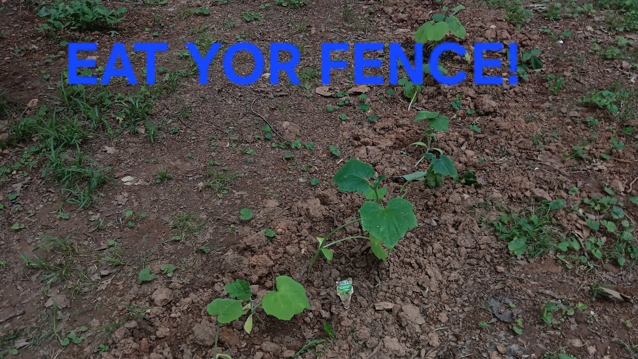 EAT YOUR FENCE! ~~ growing a EDIBLE Fence - YouTube