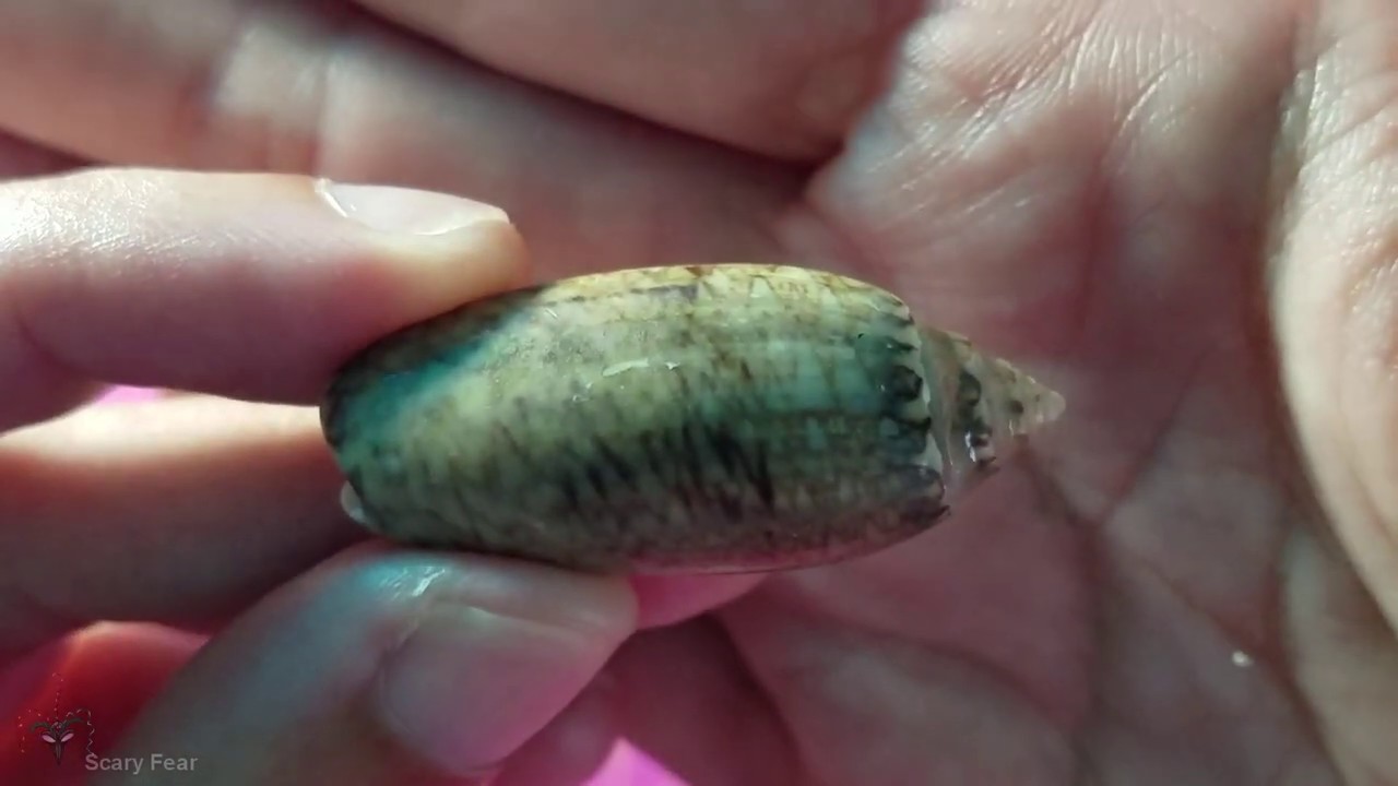 Treasure Island Beach Shelling - YouTube