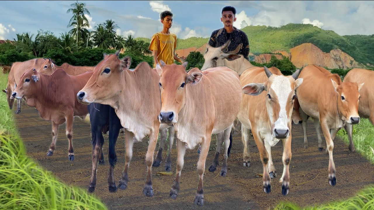 Video Gembala Sapi Lembu Berjalan Menuju Ke Sawah Kebun, Suara Sapi ...