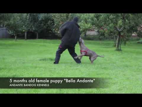 5 months old female puppy \