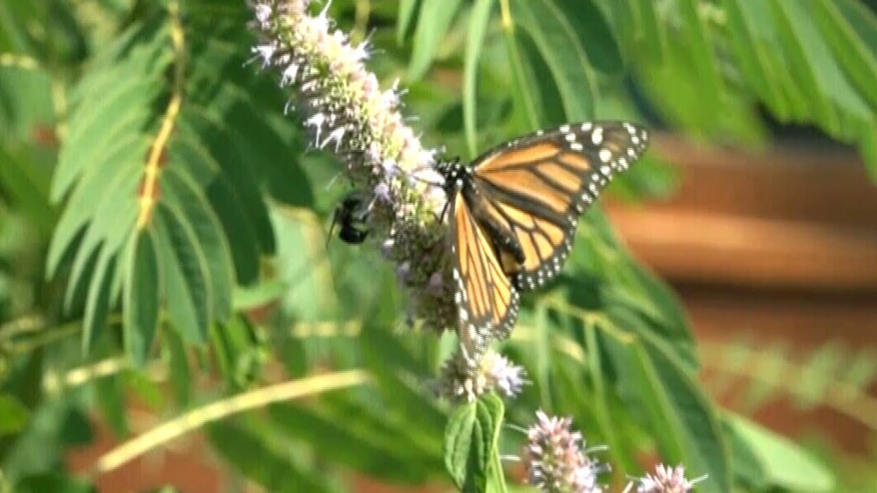 Experts say up to 40 per cent of pollinators face extinction - YouTube