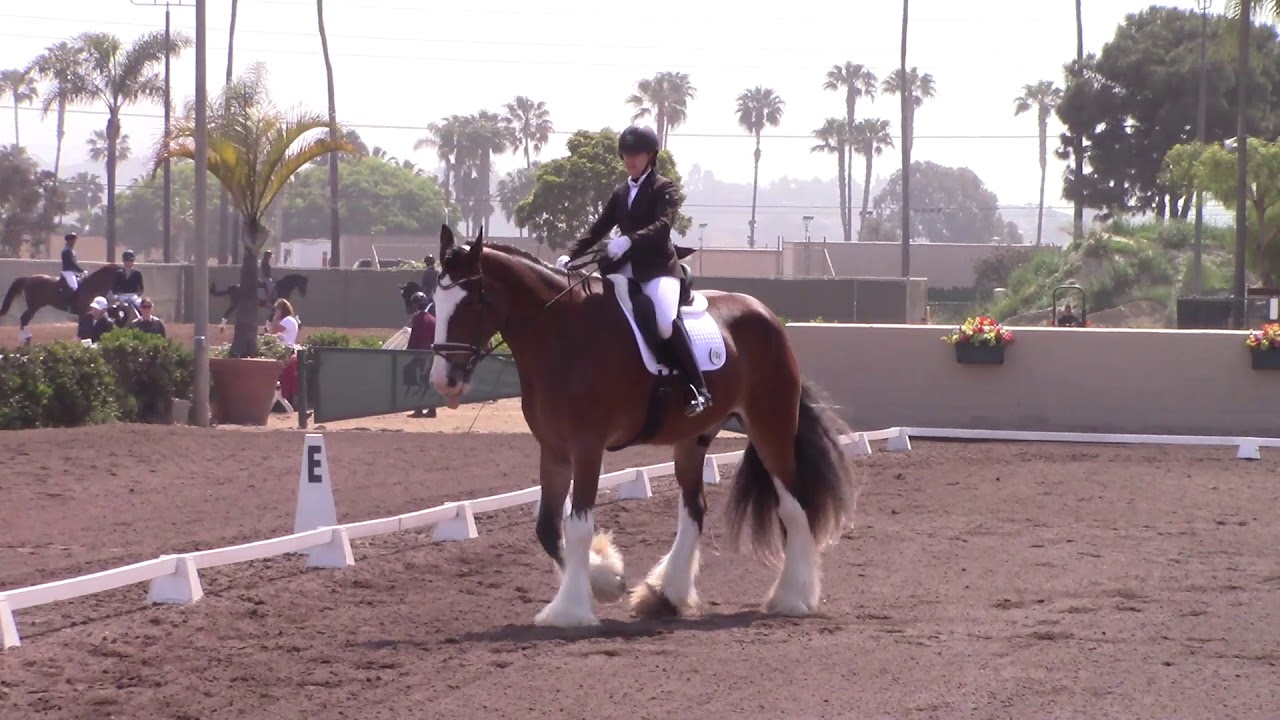 Sir Teddy owned by Tiffany and Yaron Goldman ridden by Catherine Brown ...