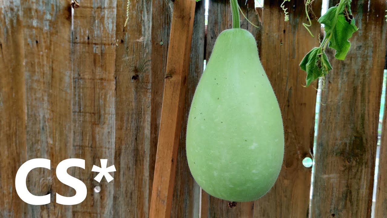 Bangladeshi vegetable garden in London - YouTube