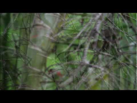 Red-browed Finch - building a nest - YouTube