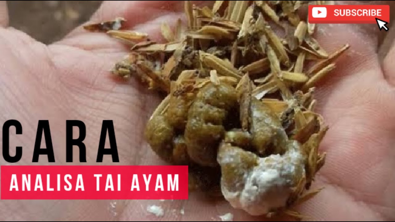 Analisa Bentuk Tai Ayam untuk mengetahui kesehatan ayam broiler - YouTube