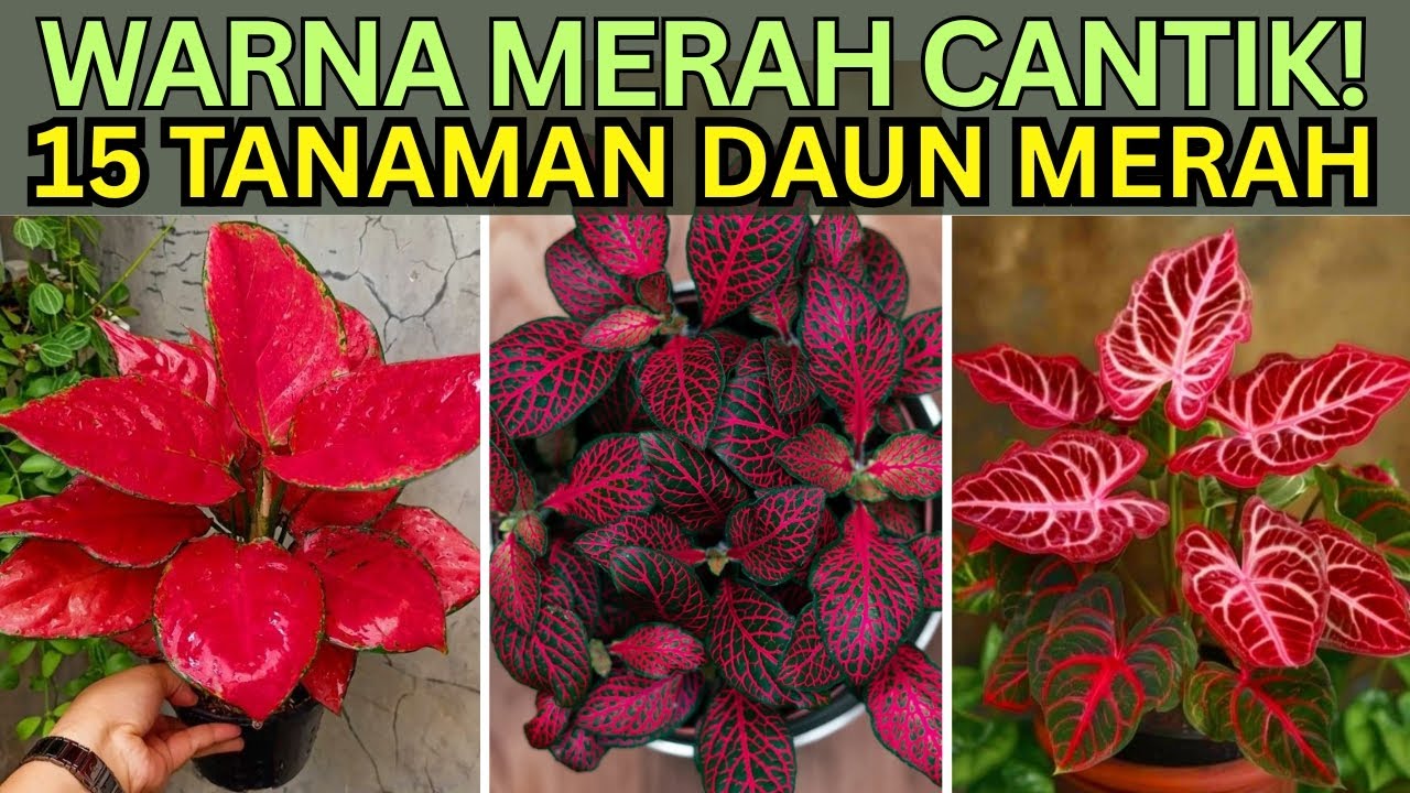 15 Tanaman Hias Daun WARNA Merah Paling Cantik untuk Indoor & Outdoor ...