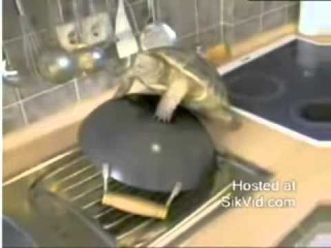 confused turtle and pan - YouTube