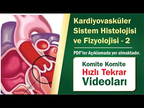 09| Kardiyovasküler Sistem Histolojisi ve Fiz. 02  - Hızlı Tekrar
