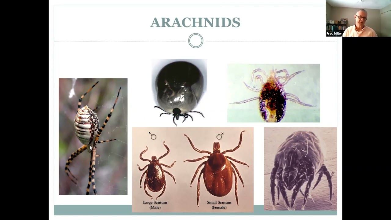 Identification, importance, and BMPs for Managing Mites on Woody Plants ...