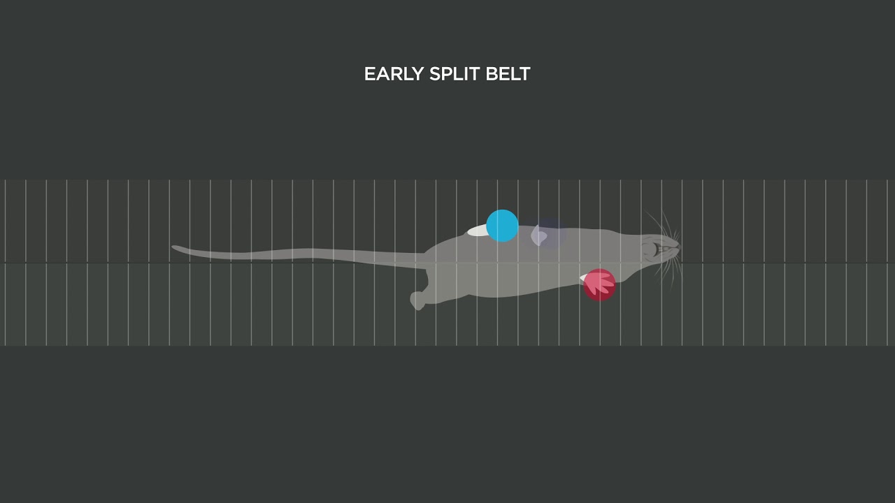 Locomotor learning on a split-belt treadmill in mice - YouTube