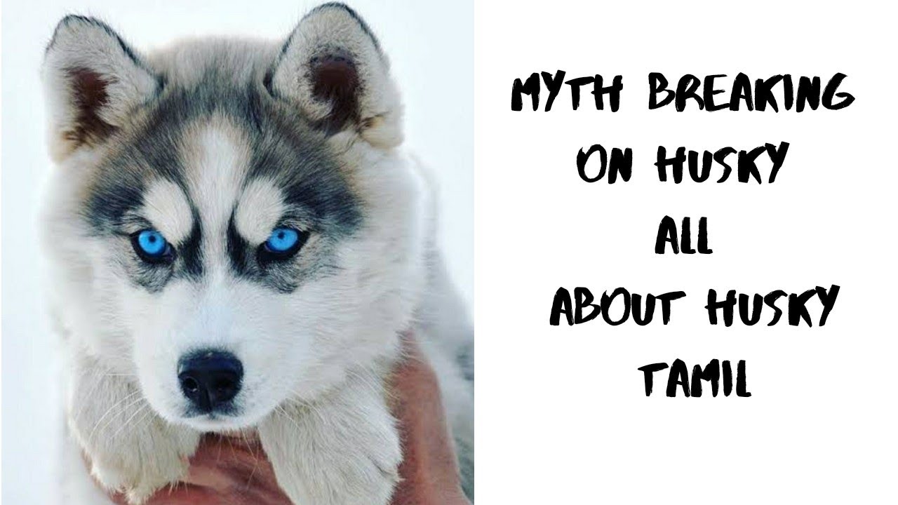 Tips to grow a husky in Tamil Nadu and review on husky dog..... - YouTube