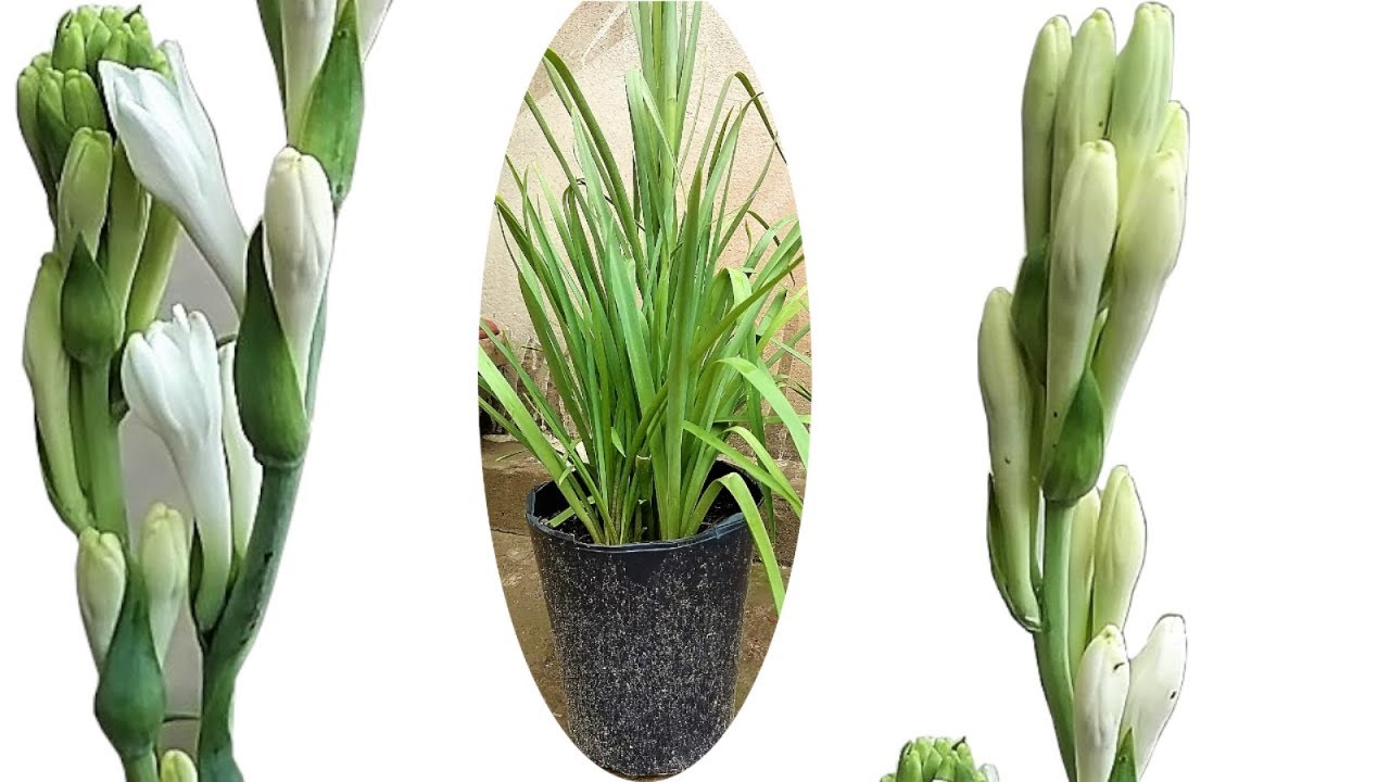 Tube Rose Fragrant Flowers || Benefits of Flower Plants in Garden - YouTube