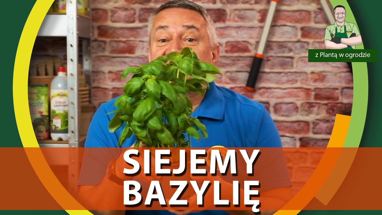 Jak wyhodować bazylię - Z PLANTĄ W OGRODZIE - YouTube
