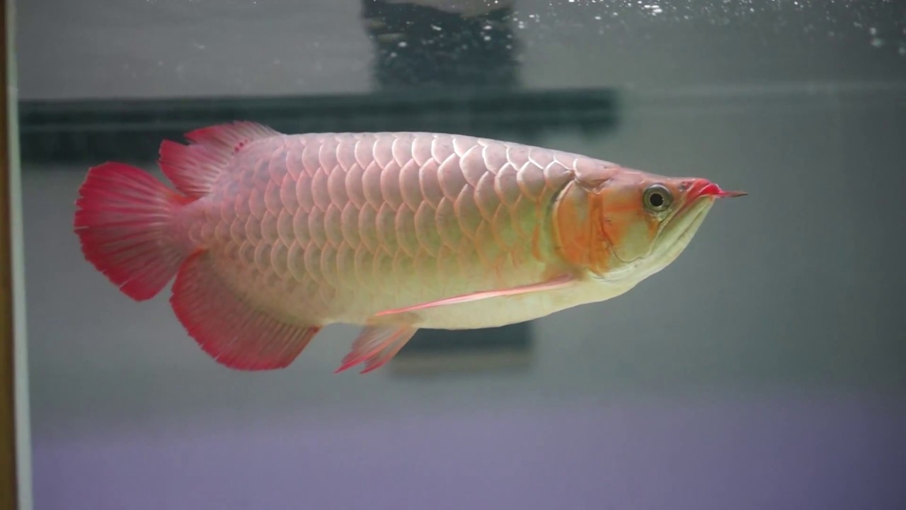 flash red midas - YouTube