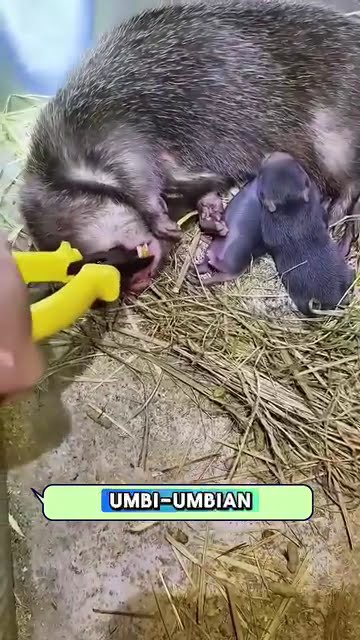 tikus bambu si pegetarian #fypシ゚viral #tikus #tikusbambu - YouTube