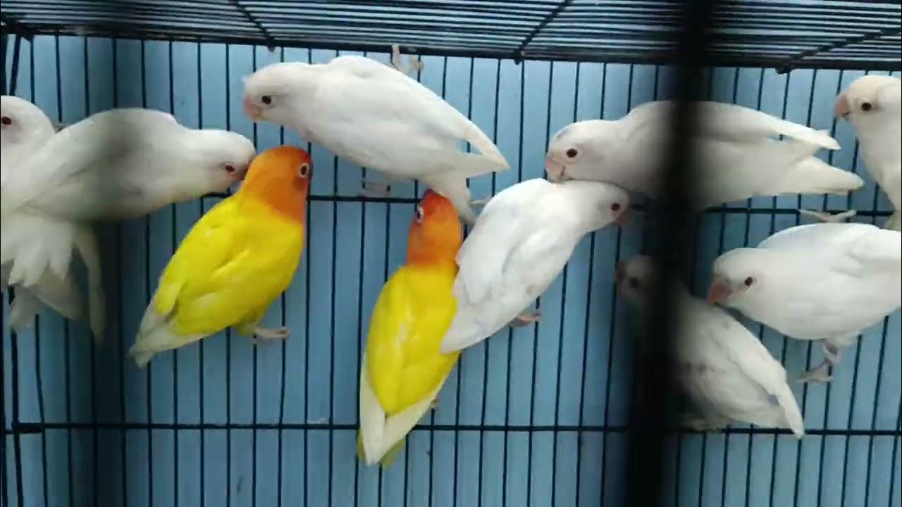African Love Birds Albino Red Eye Ring Veriety Available Low Price Loc Vijayawada Call