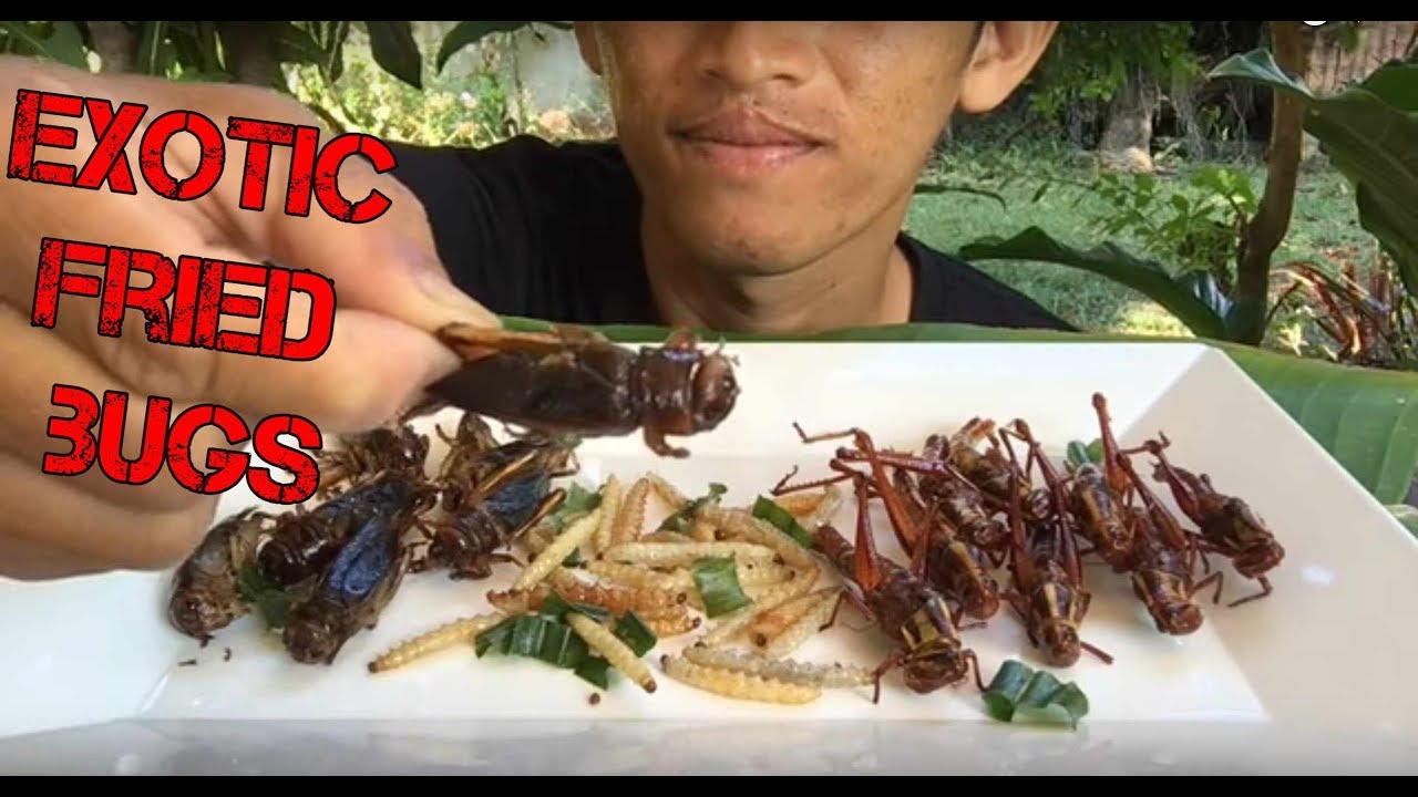 FRIED GIANT BUGS | Lets EAT *EXOTIC FOOD Street FOOD - YouTube