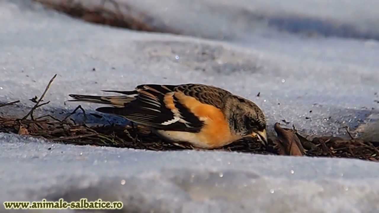 Cinteze de iarna / Bramblings (Fringilla Montifringilla) - YouTube