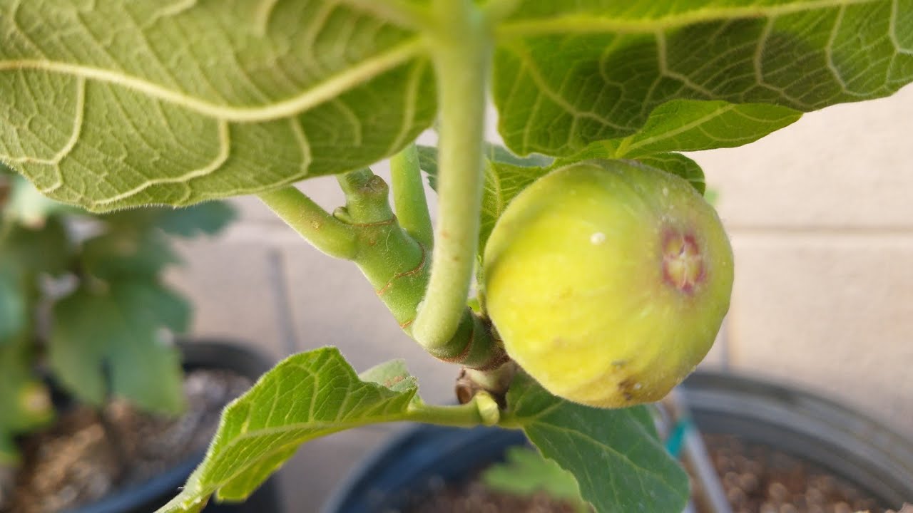 Fignomenal Fig Tree, Mesa, Arizona - YouTube