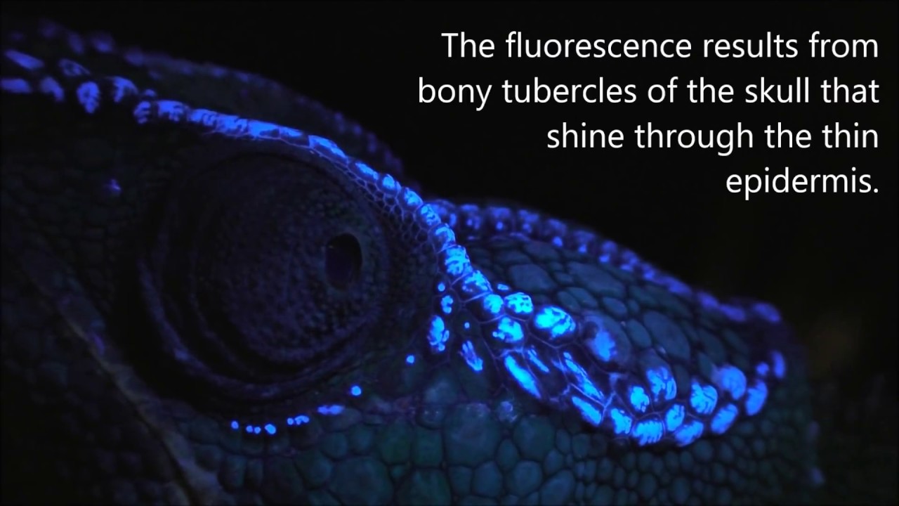 Fluorescence in chameleons - panther chameleon (Furcifer pardalis) and ...