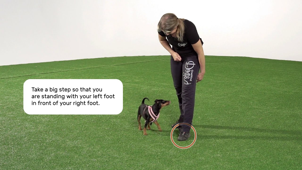 Beginner agility: teach your dog to weave between your legs! - YouTube