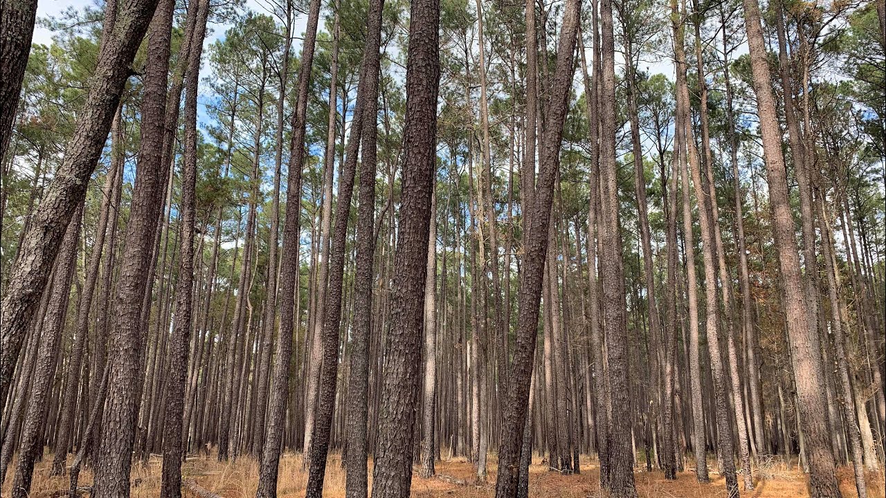 Upland Pine Forest in Congaree National Park Looks Like a Different ...