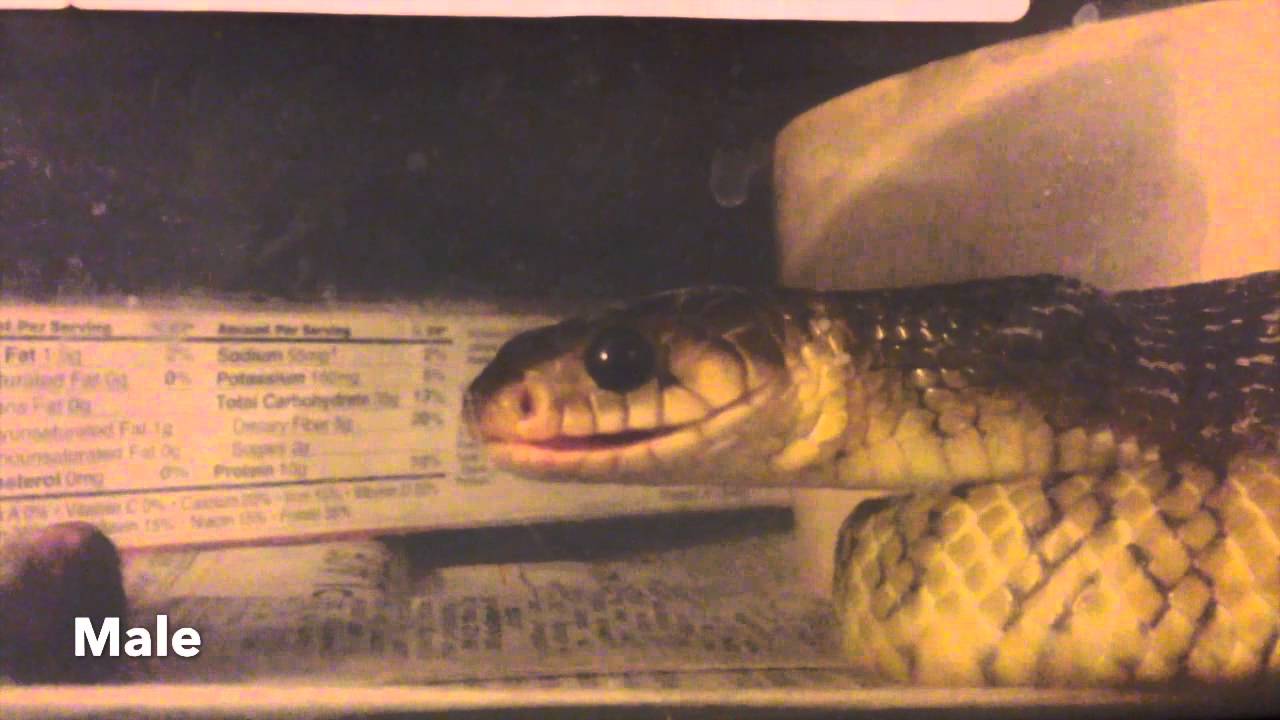 Guyana Yellowtail Cribos - March 16 2014 - YouTube