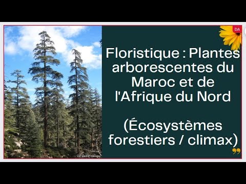 Arbres du Maroc et d’Afrique du Nord 🌳| Écosystèmes Forestiers, Climax ...