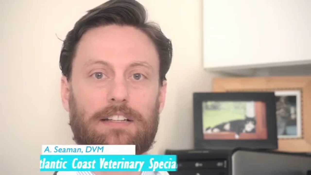 Jeffrey A Seaman, DVM - YouTube
