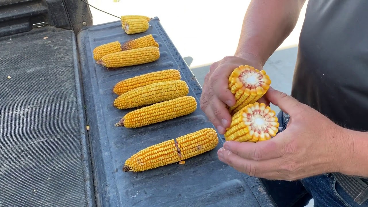 Corn Black Layer Explained YouTube corn-black-layer-explained-youtube