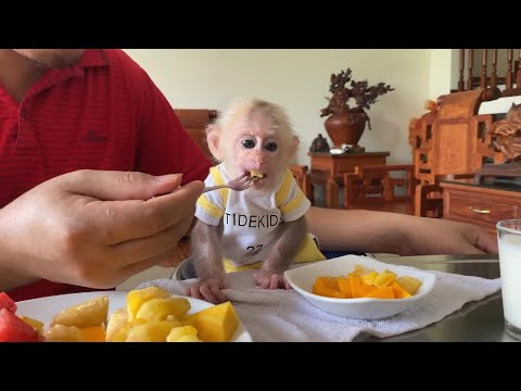 Bibi Monkey Eats Tropical Fruit with Dad