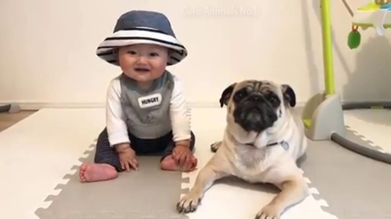 Amazing Funny cats ( Chat trop marrant ) BESTFUNNYCATS - YouTube