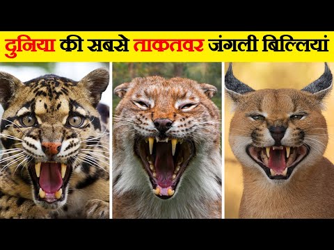 दुनिया की 10 सबसे ताकतवर जंगली बिल्लियां | Top 10 Most Powerful Wild Cats in the World