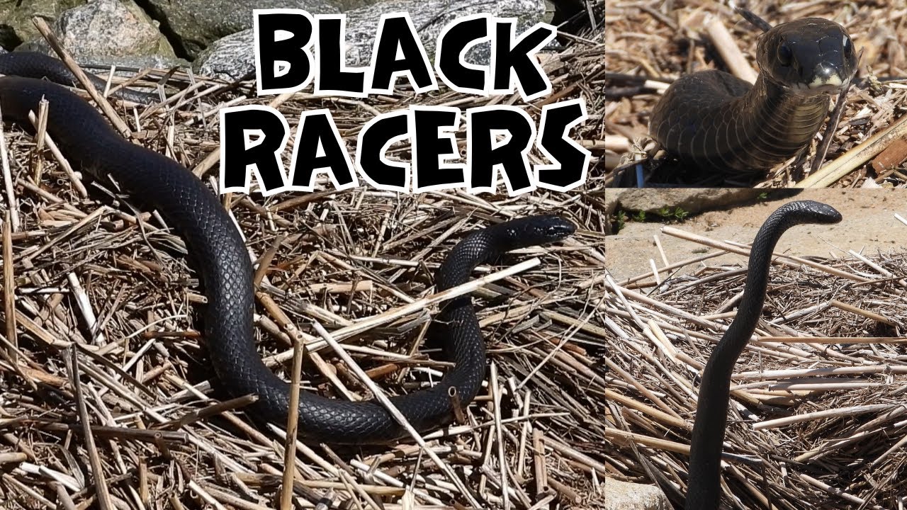 Cape Cod Black Racer Snakes at Hatches Harbor Provincetown - YouTube