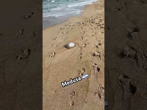 Jelly Fish (Medusa) in Tel Aviv beach #jellyfish #medusa #beach